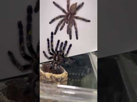 P. Metallica tarantula breeding attempt. Does he survive?