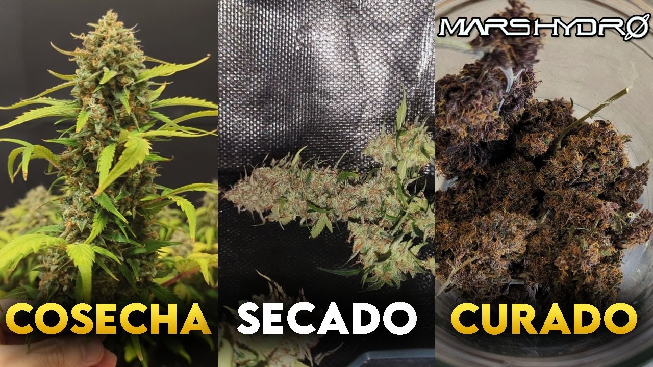 ¿Cómo cosechar, secar y curar tus cogollos? | Guía básica paso a paso