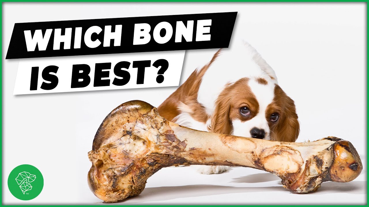 Dog bones: Which Are Safe For Dogs? | Ultimate Pet Vet