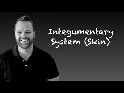Integumentary system: Skin and Hair Anatomy and Physiology