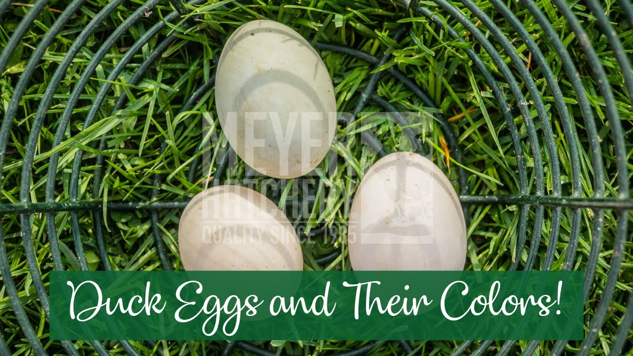 Duck Eggs and Their Colors!
