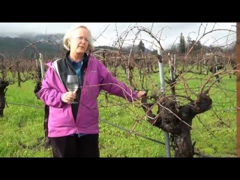 JAMESSUCKLING.COM - Napa Valley: Corison's Kronos Vineyard