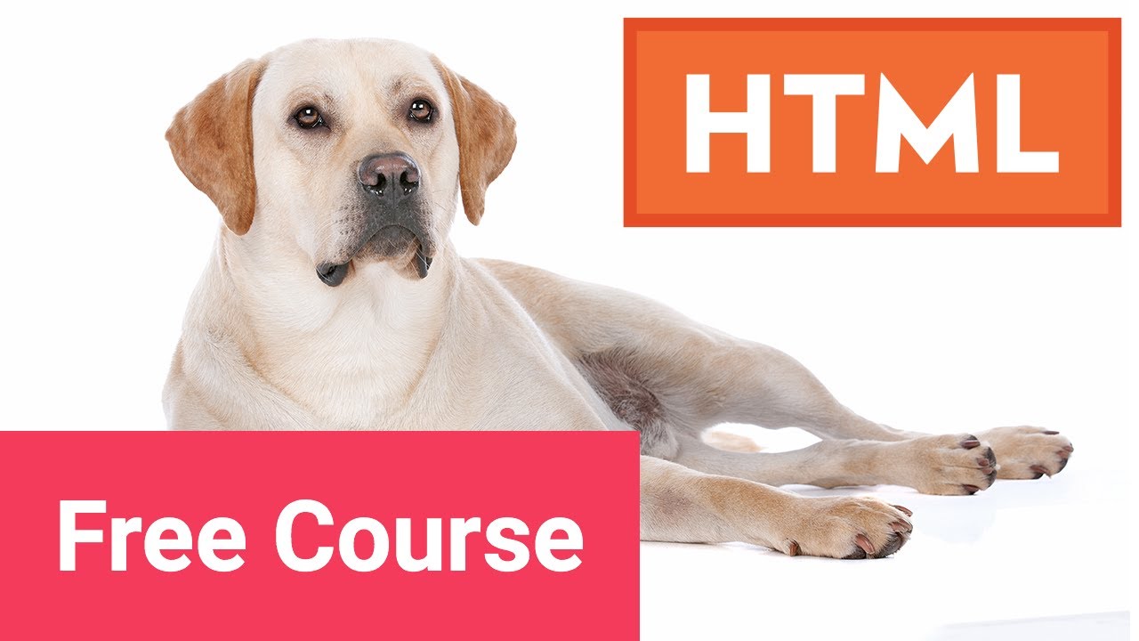 Learn HTML Basics