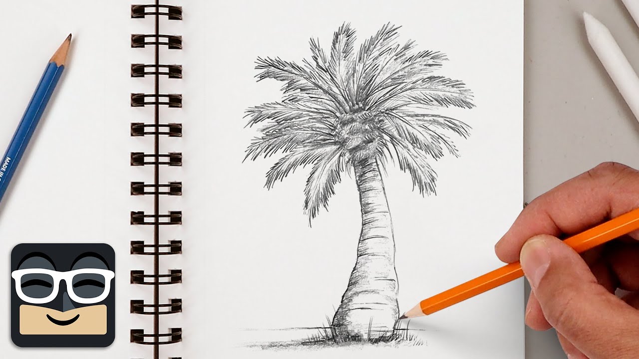 How to Draw a Palm Tree | Step by Step Sketch Lesson