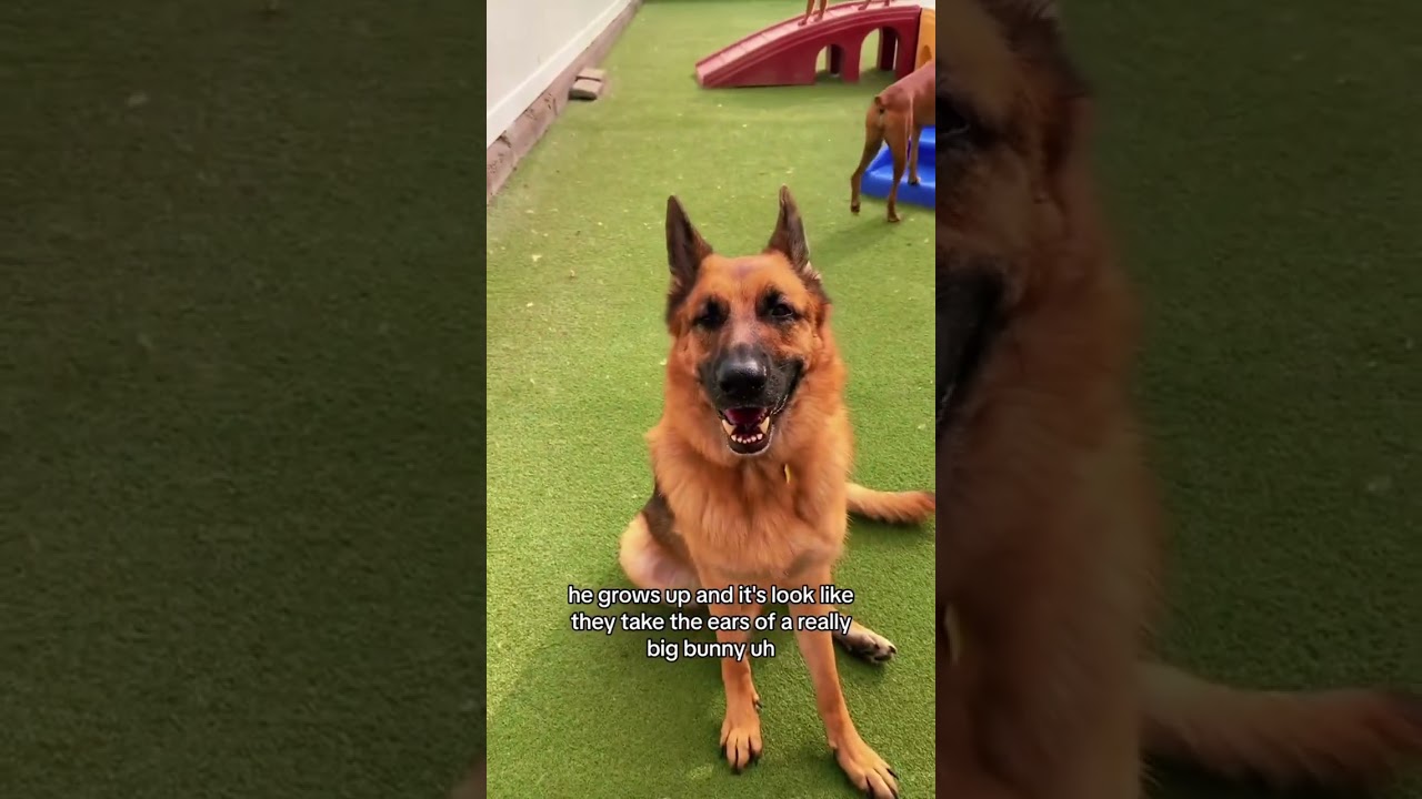 I love Germangadang shepperpadons….😂🥰🐶 Tag a friend❤️👇 (TT: caninecollegemi) (Voice: ze frank) Tags: