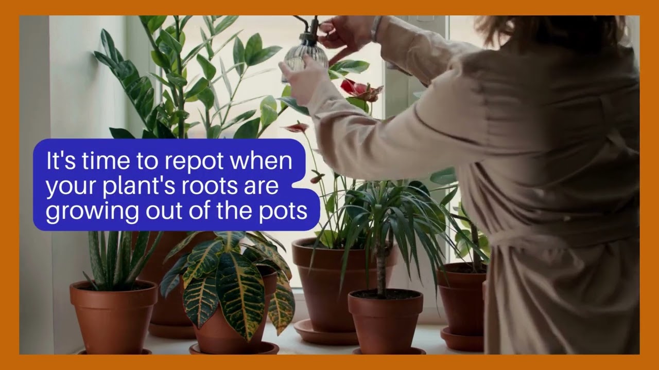 ROZ YOUTUBE EXPRESS / Gardening / Gardening Tips / Repotting plants / Tips for beginners/