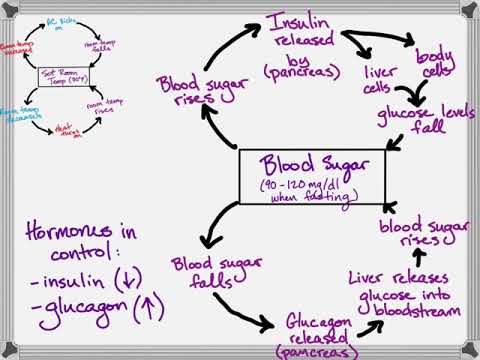 AP Bio Brief: Positive and Negative Feedback