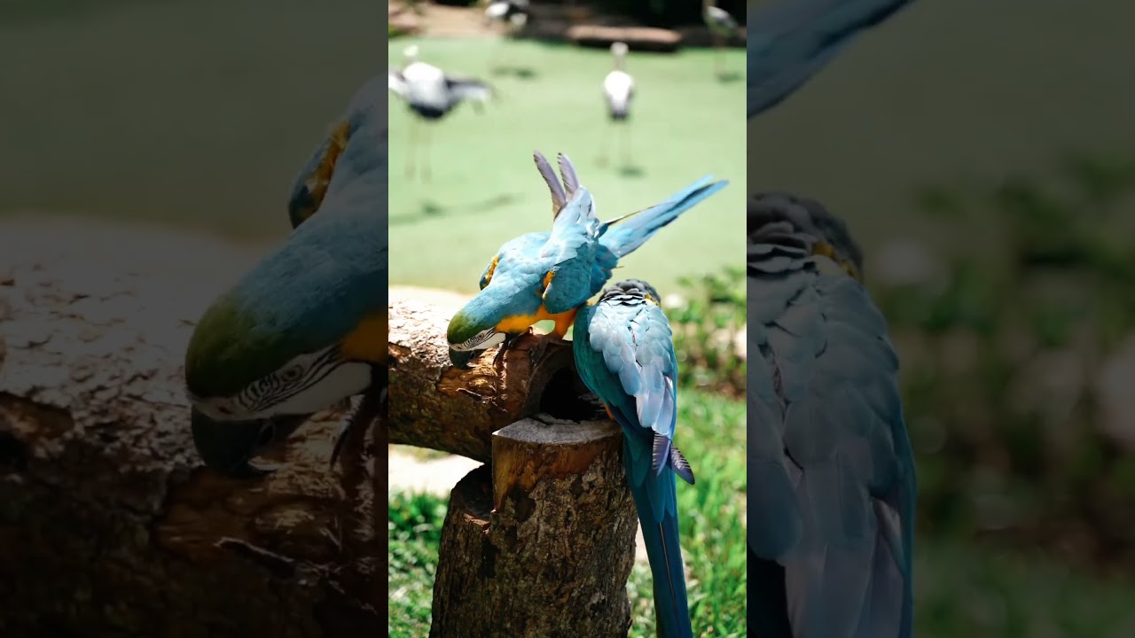 Naughty Parrot 🦜🤣🤣🤣🤣