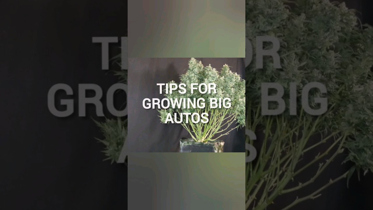 3 Secrets for Growing HUGE Autoflowering Cannabis Plants!
