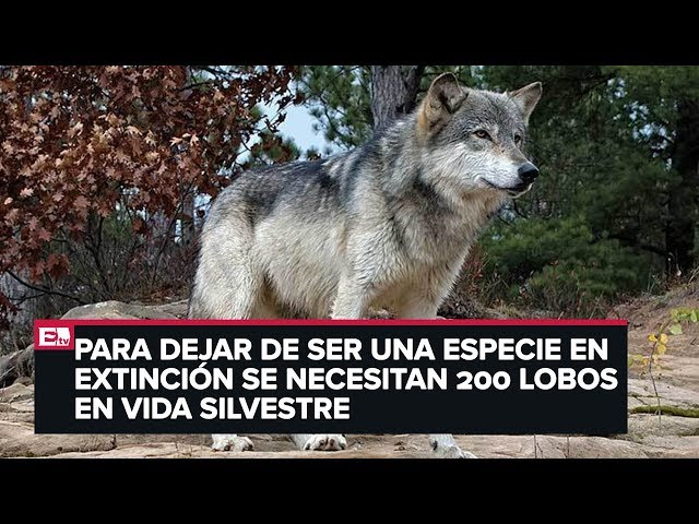 ¡Auuu! Liberan dos parejas de lobo gris mexicano en la sierra de Chihuahua