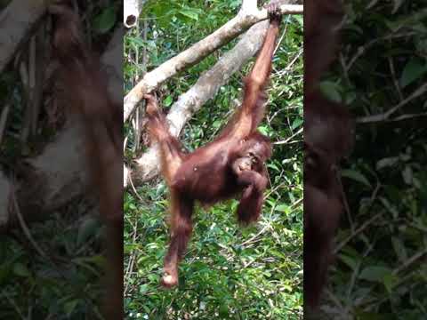 Kerja Sama KLHK-USAID Dimulai Dari Orangutan Taman Nasional Tanjung Puting