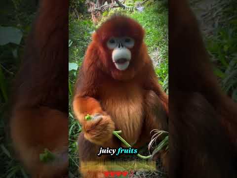 What Do Golden Monkeys Really Eat? π΅ #shorts #buzz