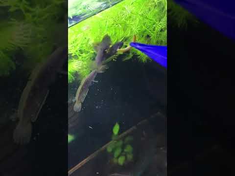 Amazing Snakehead 008, Types Of Snakehead Collection, Baby Snakehead Trying To Eat Food