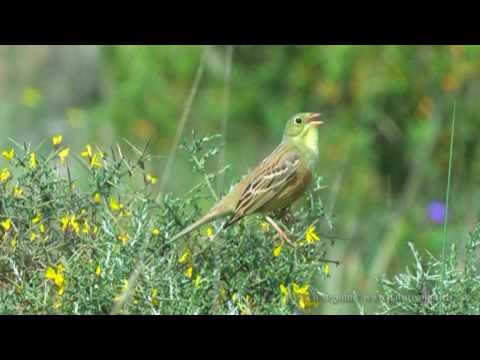 Will French ortolan bunting eating stop at last? | Dear Kitty. Some blog