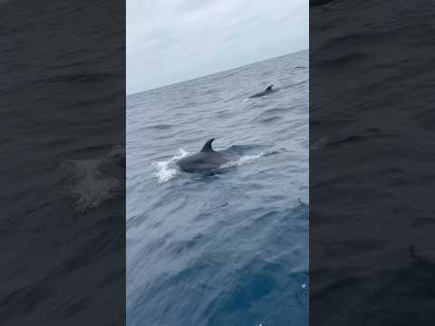 Lots of WILD LIFE IN SAN DIEGO! Book a tour: https://adventurewhalewatchingsandiego.com/. #wildlife