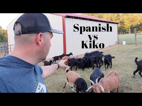 Are Spanish Goats Better Than Kiko?