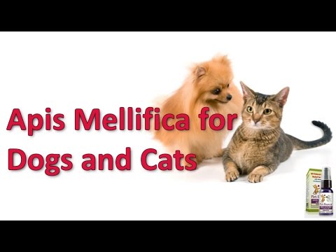 Apis Mellifica For Dogs And Cats