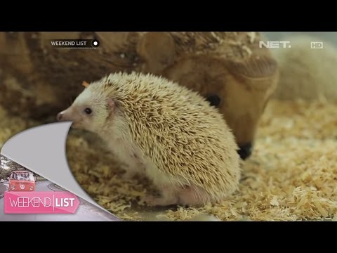 BFC Mini Farm | ミニファーム・タンゲラン | jalan2