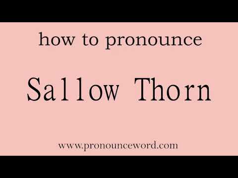 Sallow Thorn. How to pronounce Sallow Thorn in english (correct!). Start with S. Learn from me.