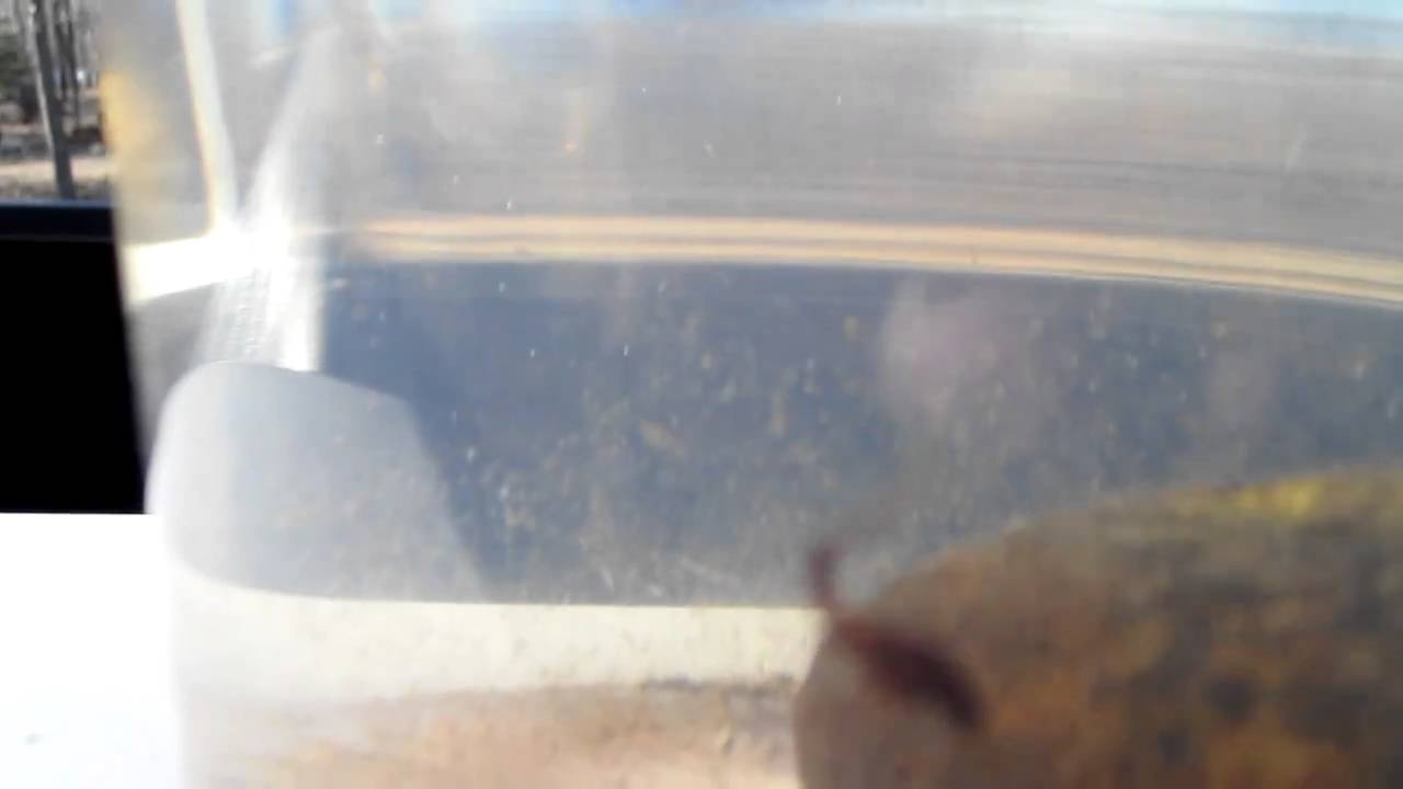 Ephemerella subvaria (Hendrickson) nymph swimming behavior