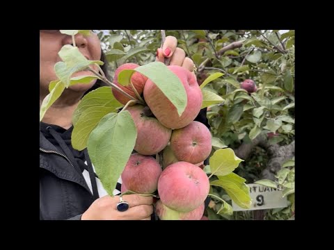 First Time to go apple picking after 50 to 60 yrs in Canada!