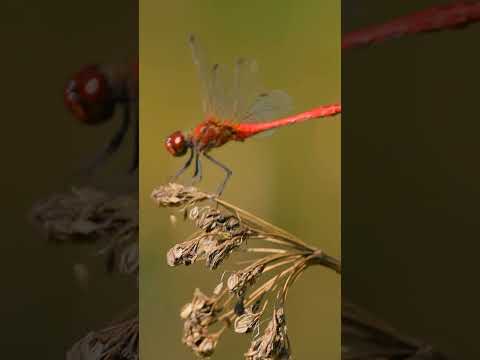 How To Avoid Unwanted Male Attention... #naturepbs #animal #dragonfly