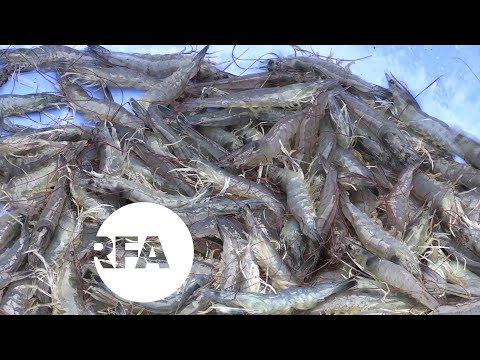 Vietnam's Shrimp Farmers Fish for Fortunes | Radio Free Asia (RFA)