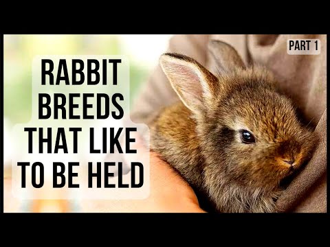 Rabbit Breeds That Like To Be Held (Part 1)