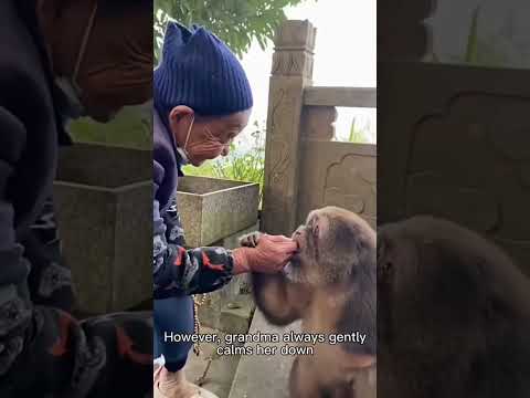 Xing Xing biting Grandma hand I Xingxing was only playing #monkey
