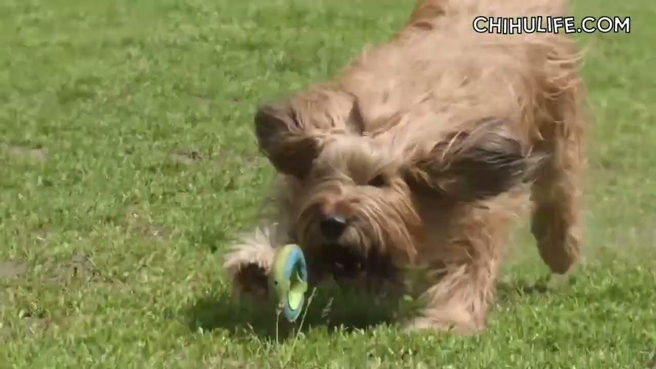 The origin of briard.
