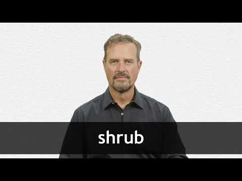 SHRUB 释义 | 柯林斯英语词典