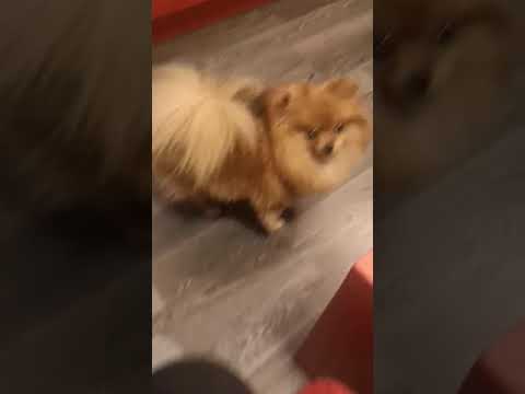 Ataxia caused by Quadrigeminal cyst in pomeranian