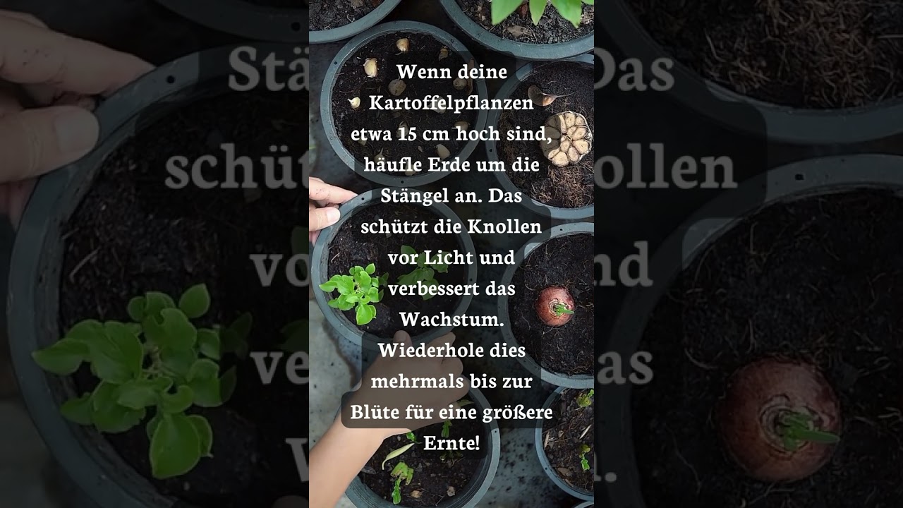 Kartoffelbeete anhäufeln nicht vergessen! #Garten #shorts