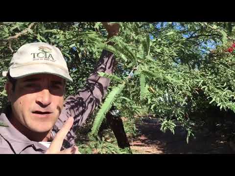 How to prune mesquite. Arborist advice.