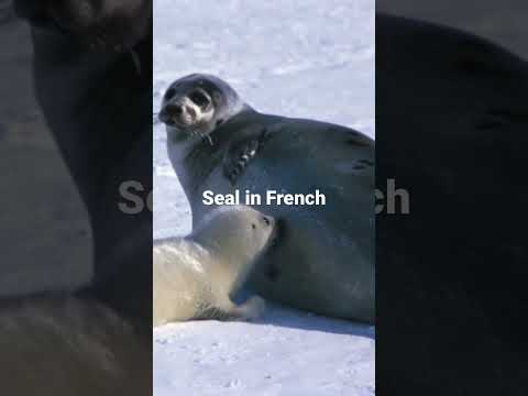 Seal in French