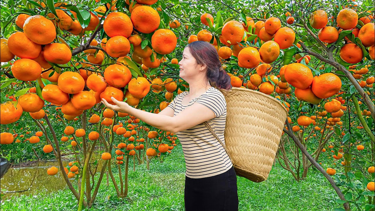 Harvesting Mandarin Orange in the Lush Green Garden - The Most Sought-After Fruit On The Market