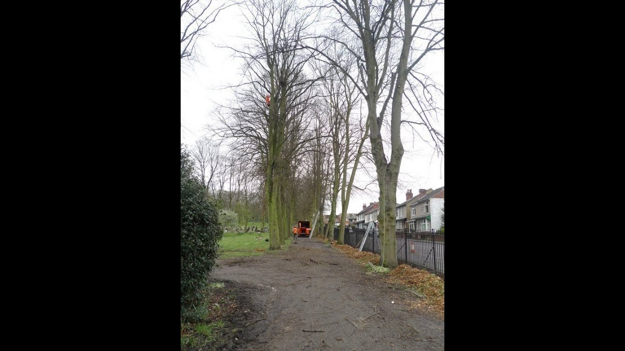 Tree Surgeons Nottingham Talk About Selecting Tree Professionals