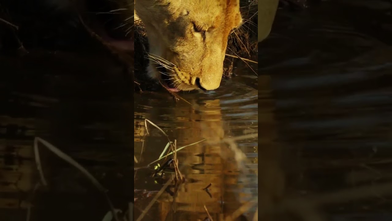 #animals #lions #wildanimals