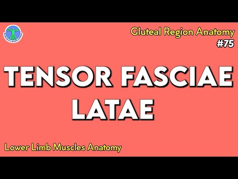 Tensor Fasciae Latae Muscle: Origin, Insertion, Action | Anatomy Explained|75