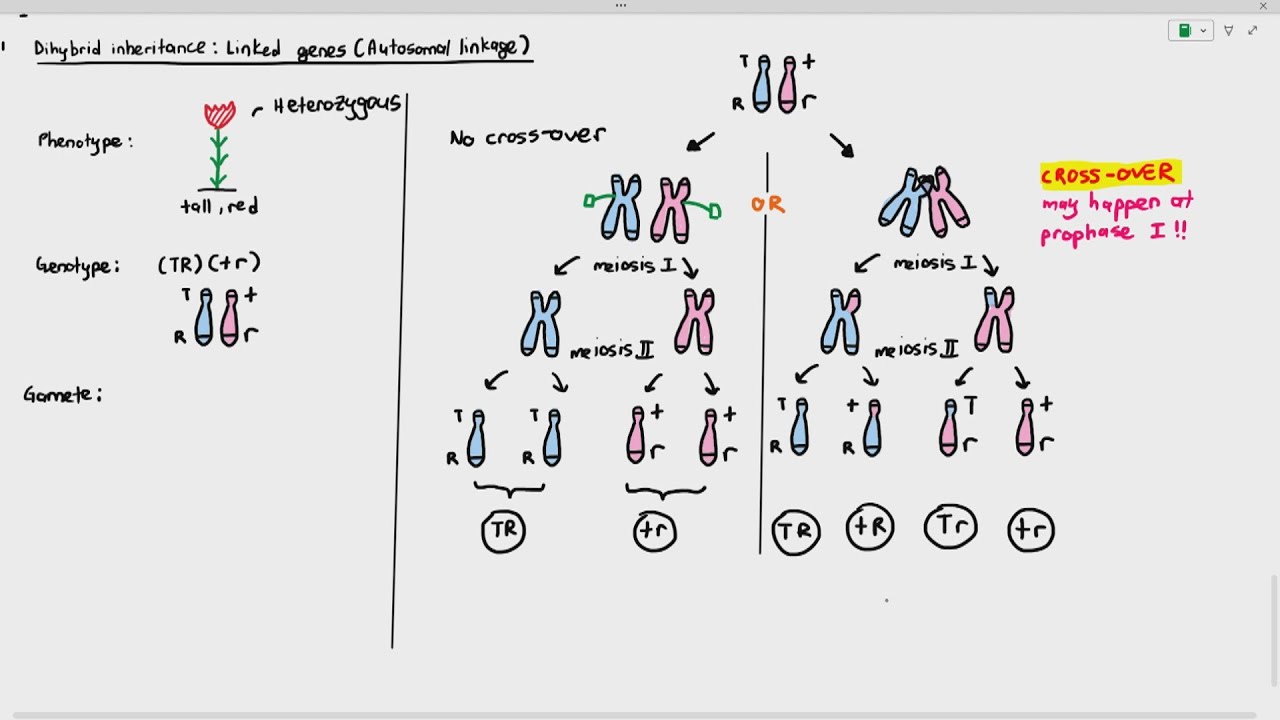Understanding Linked Genes and Autosomal Linkage in Dihybrid Inheritance | Galaxy.ai