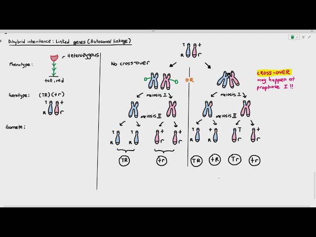 Understanding Linked Genes and Autosomal Linkage in Dihybrid Inheritance | Galaxy.ai | Galaxy.ai
