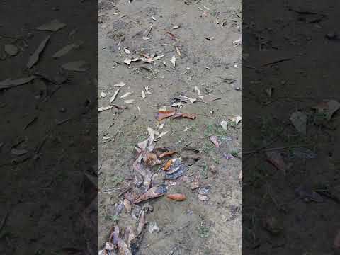 Deer coming for the only available water. Hunting, Tracking #offgrid Homestead in the woods