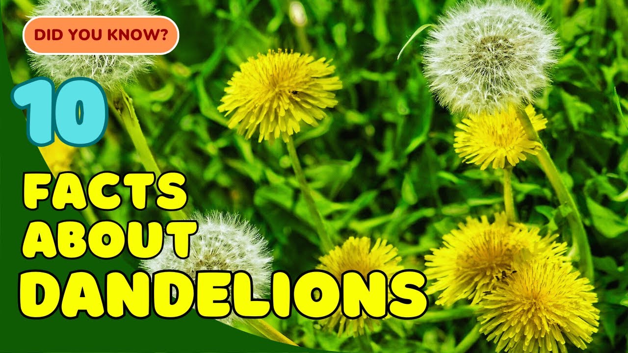 10 Incredible Facts About Dandelions You Didn’t Know! 🌼