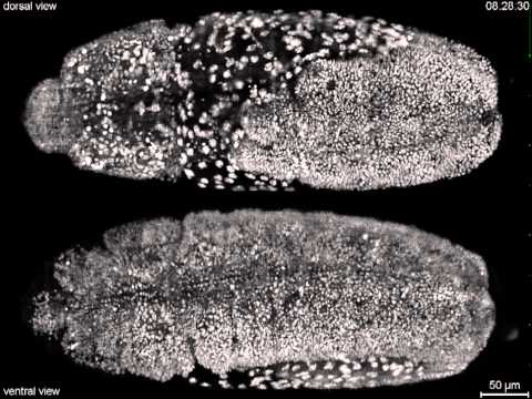 Fruit fly embryo development visualized in real time – Why Evolution Is ...