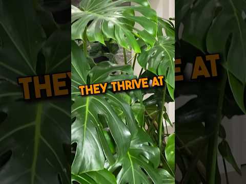 Monstera Deliciosa Care Tip