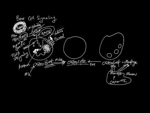 Bone Cell Signaling