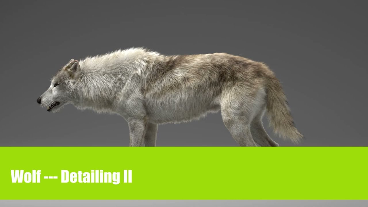 Grey Wolf -- Texturing 001 -- Detailing 1
