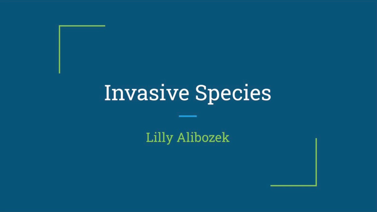 Invasive Plants in Massachusetts