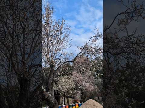 Almond Trees in full bloom #almonds #croatia #flowers #nature #fyp #food #garden