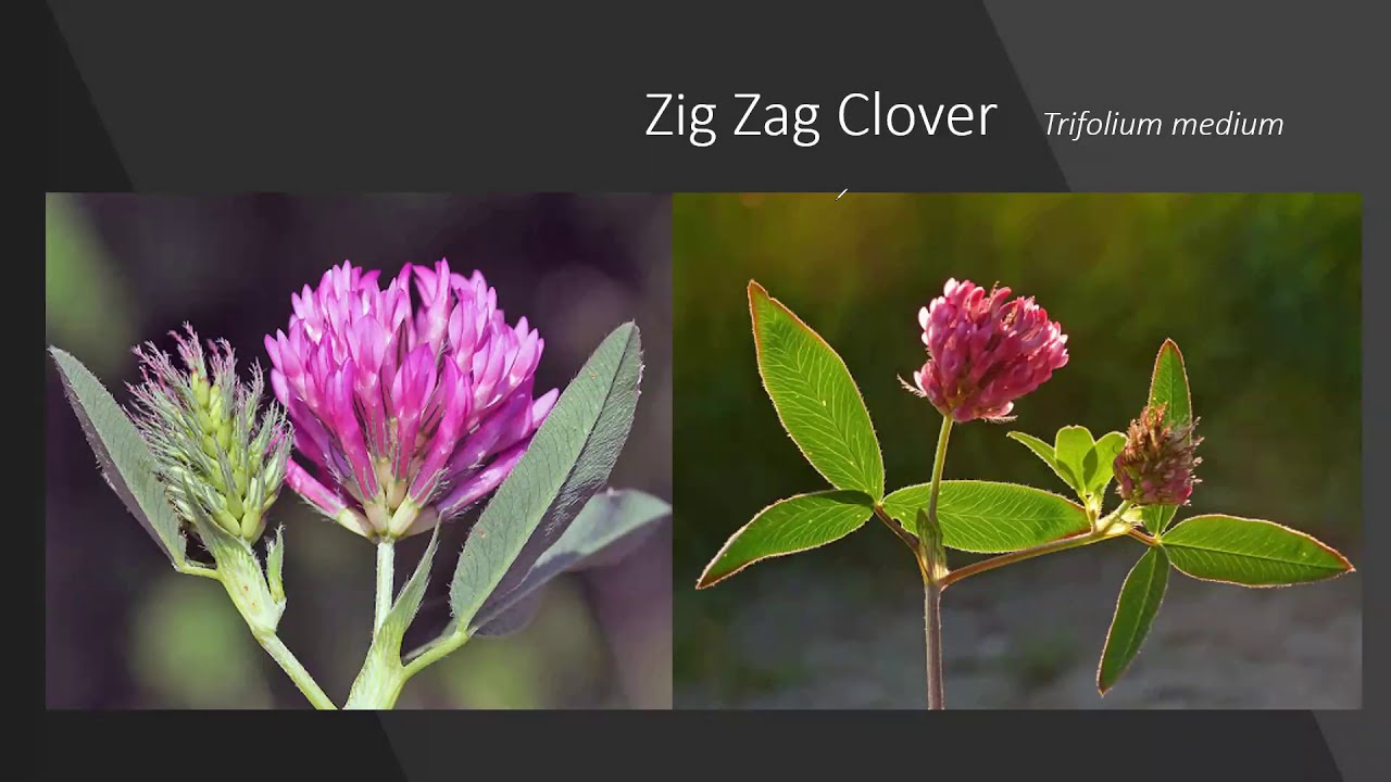 Zig Zag Clover and Red Clover